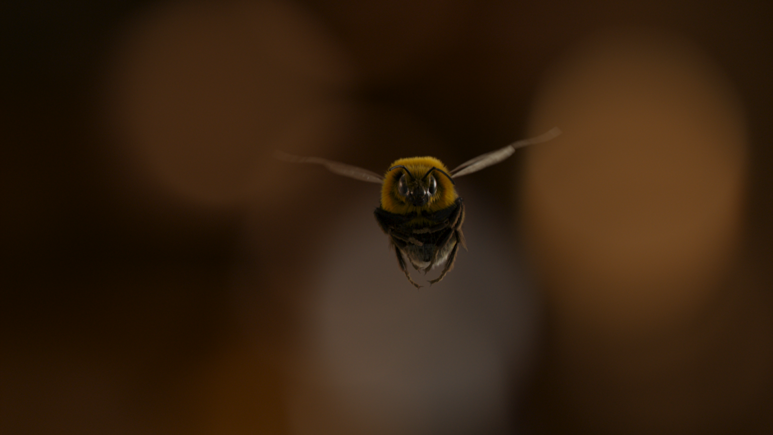 Framestore creates photorealistic bee for Man Vs Bee | Animation UK